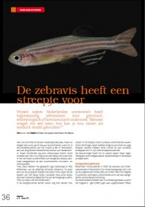 Vissen als biomedisch modeldier – Arno van 't Hoog